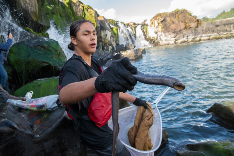 Species Spotlight: Pacific Lamprey - Friends of the Clearwater