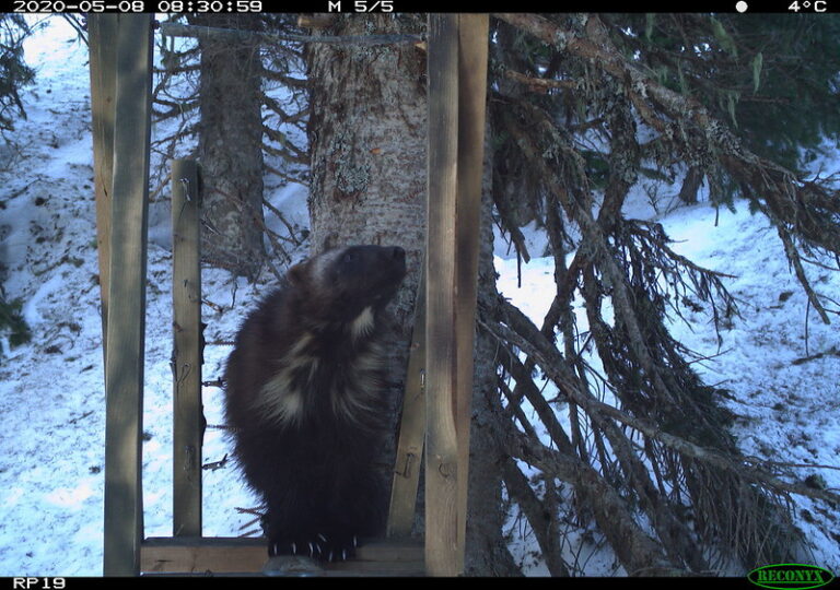 Wolverine - Friends of the Clearwater